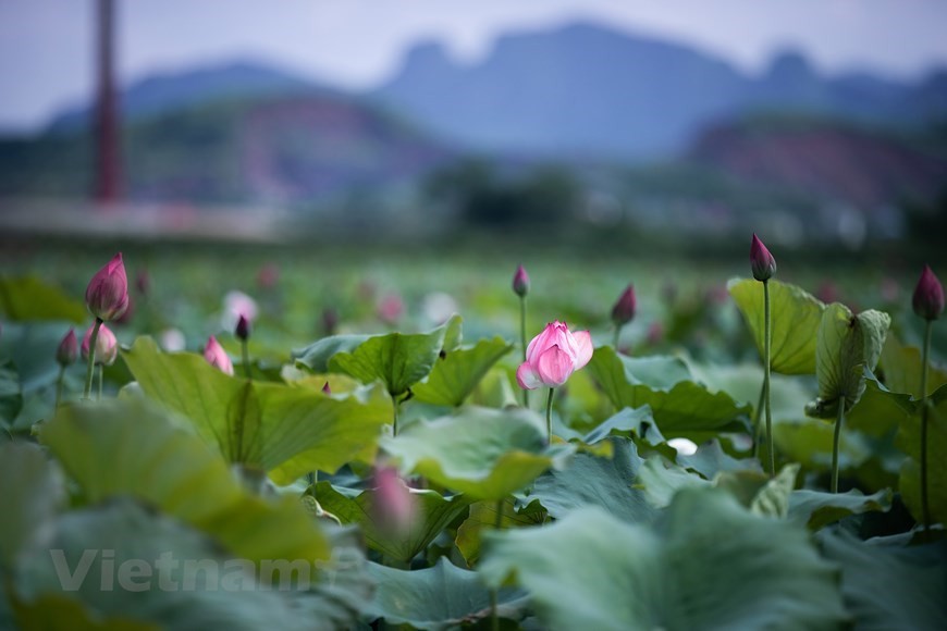 Lotus Flower Season In Vietnam | Best Flower Site