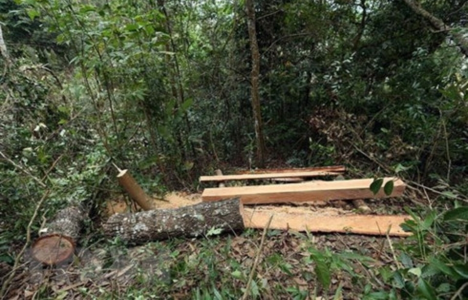 Decline in Vietnam’s deforestation cases
