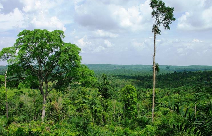 Australia helps Vietnam with sustainable forest management